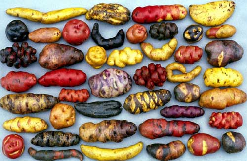 Fascinating shapes and sizes of... Non-potato Andean Tuber Crops - Apus ...