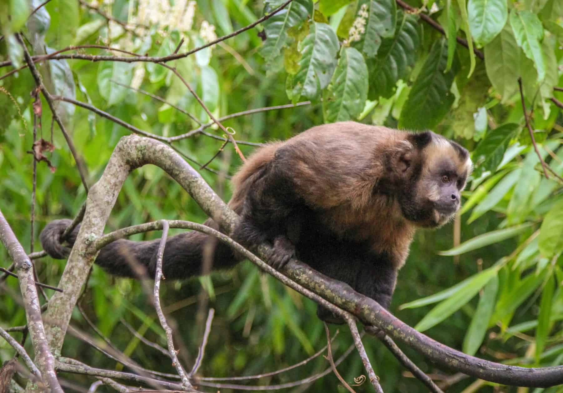 Rainforest Expeditions Amazon Tours - Best Jungle Tours in Peru