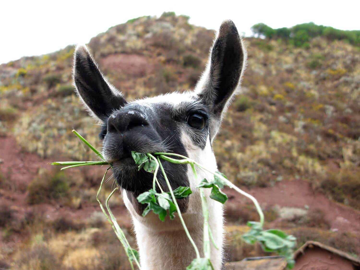 What Is Peru Famous For? Llamas, Llosa and Beyond - Apus Peru Adventure ...
